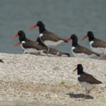 Everglades: Birding, Wildlife, and Photography Expedition - Who Will Love This Tour?