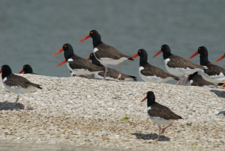 Everglades: Birding, Wildlife, and Photography Expedition - Who Will Love This Tour?