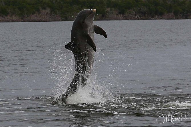 Everglades Manatee, Dolphin and Birding Boat Tour (2 hours) - Final Thoughts: Is It Worth It?