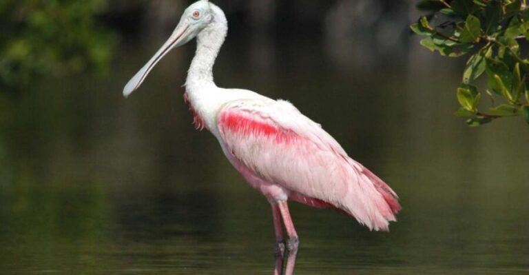 Everglades Private 2.5 Hour Photo and Birding Safari - The Details That Matter: Whats Included and Not
