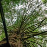 Ex Auckland: TRIPLE DEAL Wai-O-Tapu, Redwood & Blue Springs - FAQ