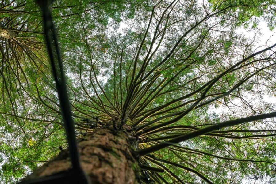 Ex Auckland: TRIPLE DEAL Wai-O-Tapu, Redwood & Blue Springs - FAQ