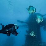Ex- HMAS Swan Wreck Double Boat Dive - The Value of This Wreck Dive