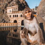 Ex-Jaipur: Highlights of Jaipur - Private Guided Tour by Car - Real Traveler Insights