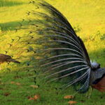 Exclusive : Afternoon Yala Safari with Beach BBQ Dinner - Transitioning to the Beach and BBQ Dinner
