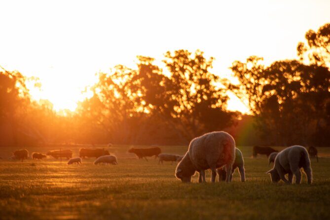 Exclusive Farm Experience - Practical Details That Matter