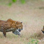 Exclusive : Full-Day Leopard Safari Yala With Picnic Lunch - Yala National Park: A Biodiversity Hotspot