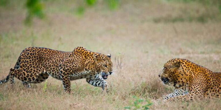 Exclusive : Full-Day Leopard Safari Yala With Picnic Lunch - Yala National Park: A Biodiversity Hotspot