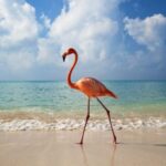 Exclusive Holbox: Yalahau, Punta Mosquito and Isla Pasion - What’s Included and What’s Not