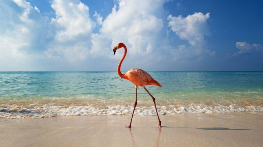 Exclusive Holbox: Yalahau, Punta Mosquito and Isla Pasion - What’s Included and What’s Not