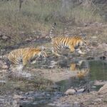 Exclusive Ranthambore Tiger Safari - Key Points