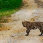 Exclusive Safari at Jhalana Leopard Park Including Transfers - What Do the Reviews Say?