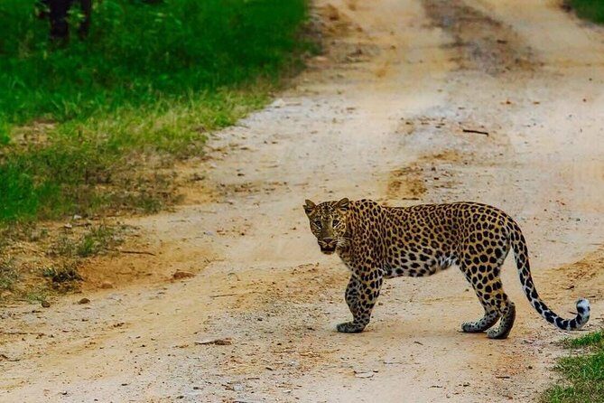 Exclusive Safari at Jhalana Leopard Park Including Transfers - What Do the Reviews Say?