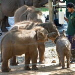 Exclusive : Udawalawe Safari & Elephant Transit Visit with Lunch - A Detailed Look at the Safari Experience
