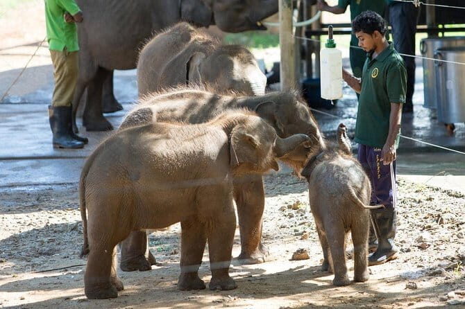 Exclusive : Udawalawe Safari & Elephant Transit Visit with Lunch - A Detailed Look at the Safari Experience