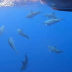 Exclusive Whale & Dolphin Tours in Sri Lanka: Trincomalee - The Value of This Tour