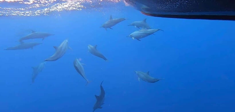 Exclusive Whale & Dolphin Tours in Sri Lanka: Trincomalee - The Value of This Tour