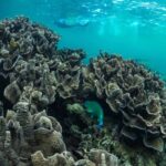 Exmouth: Half Day Coral by Kayak tour - Marine Encounters and Coral Highlights