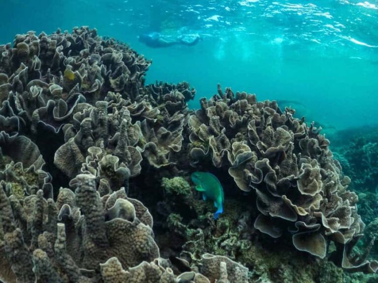 Exmouth: Half Day Coral by Kayak tour - Marine Encounters and Coral Highlights