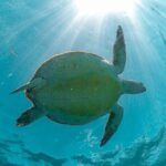 Exotik half a day tour: Cenote Cave and Swimming with Sea Turtles - Why This Tour Is a Great Pick