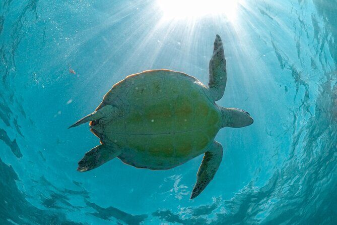 Exotik half a day tour: Cenote Cave and Swimming with Sea Turtles - Why This Tour Is a Great Pick