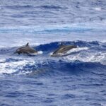 Experience Guam Dolphin Cruise - What to Expect from the Itinerary
