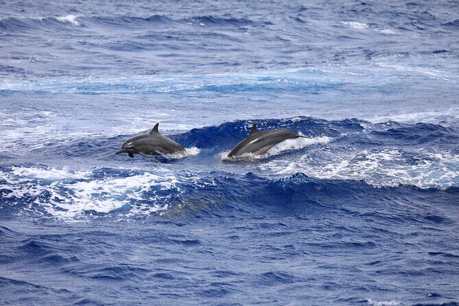 Experience Guam Dolphin Cruise - What to Expect from the Itinerary