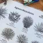 Experience mezcal science tasting and lecture Oaxaca - Who Would Love This Tour?