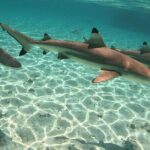 Exploration, Taha'a Lagoon Tour by Private Boat - How the Tour Works: A Deep Dive