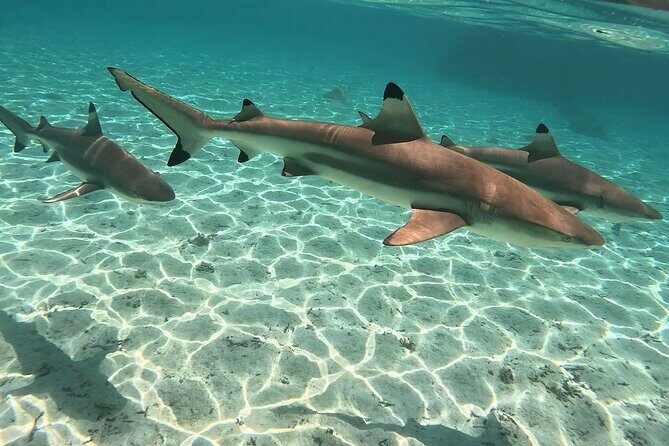 Exploration, Taha'a Lagoon Tour by Private Boat - How the Tour Works: A Deep Dive