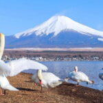 Explore 6 Famous Fuji Attractions in One Day - Oishi Park: Floral Views and Lake Yamanaka