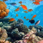 Explore Balis Amed Reefs Fully Inclusive Snorkeling Day Tour - Who is This Tour Best Suited For?