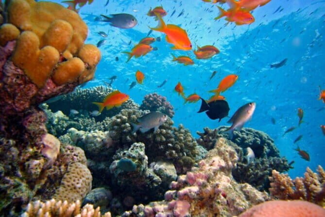 Explore Balis Amed Reefs Fully Inclusive Snorkeling Day Tour - Who is This Tour Best Suited For?