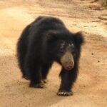 Explore Beauty Of Yala (Ruhuna) National Park From South Coast in One Day. - Authentic Experiences and Feedback from Past Travelers