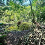 Explore Cat Ba National Parks Hidden Wonders: Hike, Bike, Kayak - An In-Depth Look at the Experience