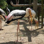 Explore Georgetown City & Wildlife Tour with Penang Bird Park - How the Experience Feels in Practice