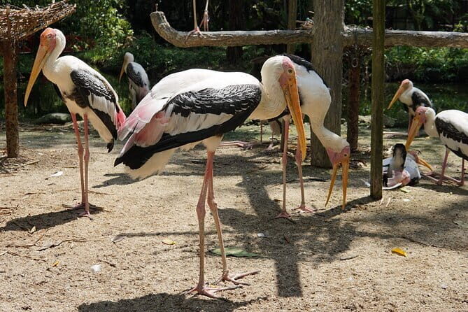 Explore Georgetown City & Wildlife Tour with Penang Bird Park - How the Experience Feels in Practice