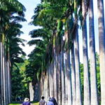 Explore Kandy, Pinnawala, and Tea Plantation from Kandy - The Practical Side