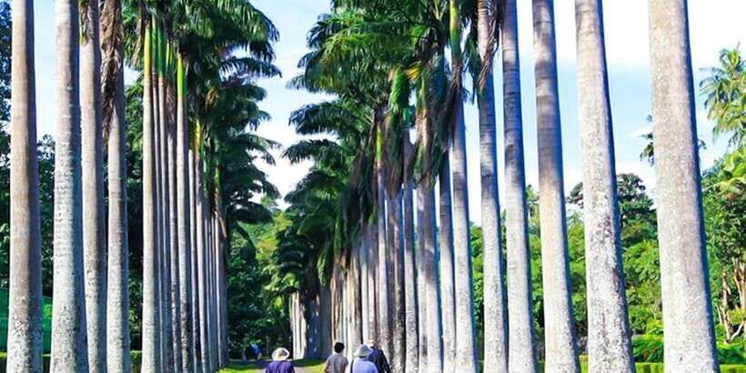 Explore Kandy, Pinnawala, and Tea Plantation from Kandy - The Practical Side