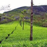 Explore Munnar Day Trip From Cochin ( By Munnar Info) - What We Loved About This Tour