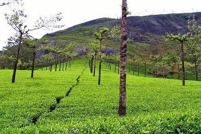 Explore Munnar Day Trip From Cochin ( By Munnar Info) - What We Loved About This Tour