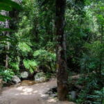 'Explore Sinharaja' rainforest - Adventure Tour (Full day) - Wildlife and Ecosystem: What Youll See