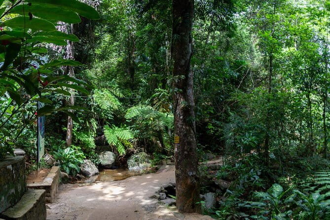 'Explore Sinharaja' rainforest - Adventure Tour (Full day) - Wildlife and Ecosystem: What Youll See