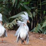 Explore the Wonders of New Caledonia from Noumea Cruise Terminal - Detailed Breakdown of the Itinerary