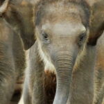 Explore Wild Wonders of Yala - The Value of the Tour