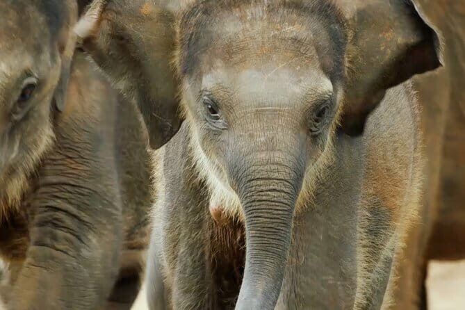 Explore Wild Wonders of Yala - The Value of the Tour