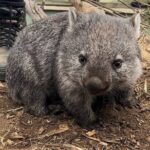 Explore Wildlife and Richmond Heritage Tour - Analyzing the Value: Is It Worth It?