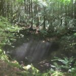 Exploring Mt Fuji Ice Cave and Sea of Trees Forest - The Itinerary Breakdown: What to Expect