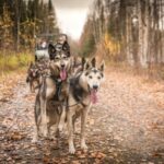 Fairbanks: Dog Mushing through Fall Landscapes on a UTV - What to Expect on the Tour