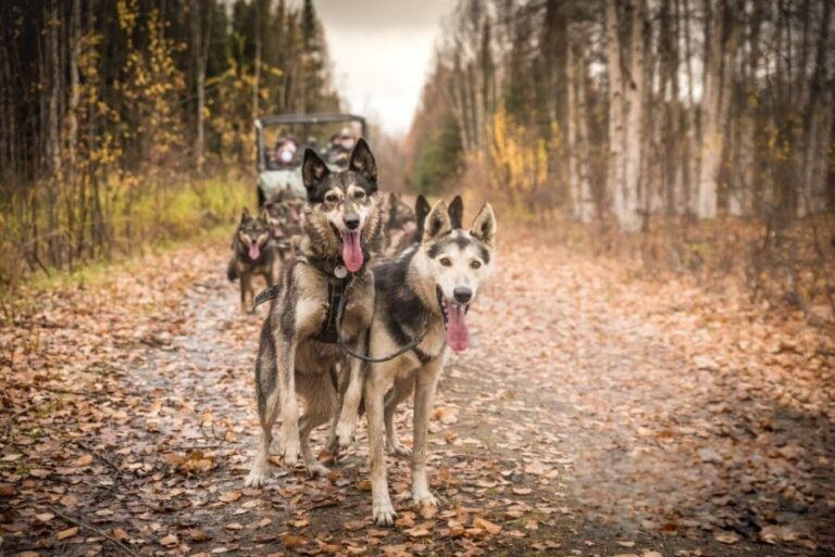 Fairbanks: Dog Mushing through Fall Landscapes on a UTV - What to Expect on the Tour